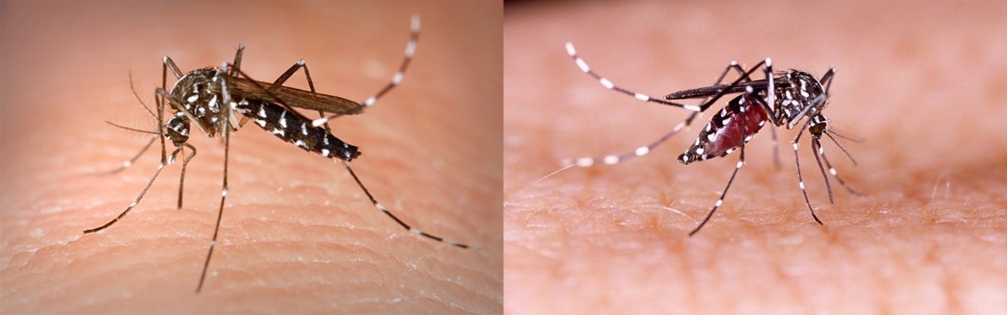 BAKTERI WOLBACHIA: UPAYA UNTUK MENEKAN PENULARAN DBD MELLUI VEKTOR ...